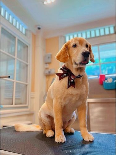 Basic Grooming for Pets - comoclub.com